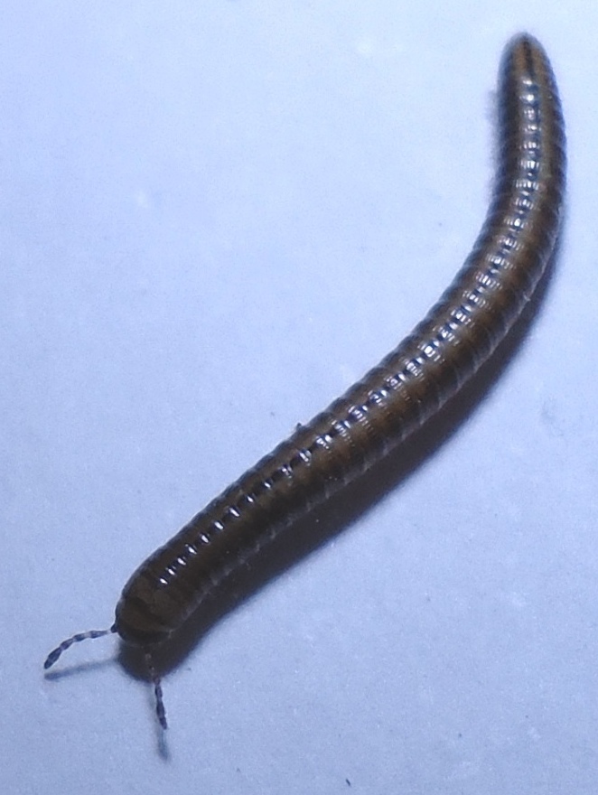 Gusanito parecido a cienpiés